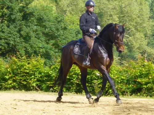métier cheval "Cavalier(e) soigneur" équi-ressources
