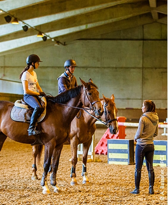 Equi-ressources - offre emploi stage formation filière équine - offres emplois stages cheval ...